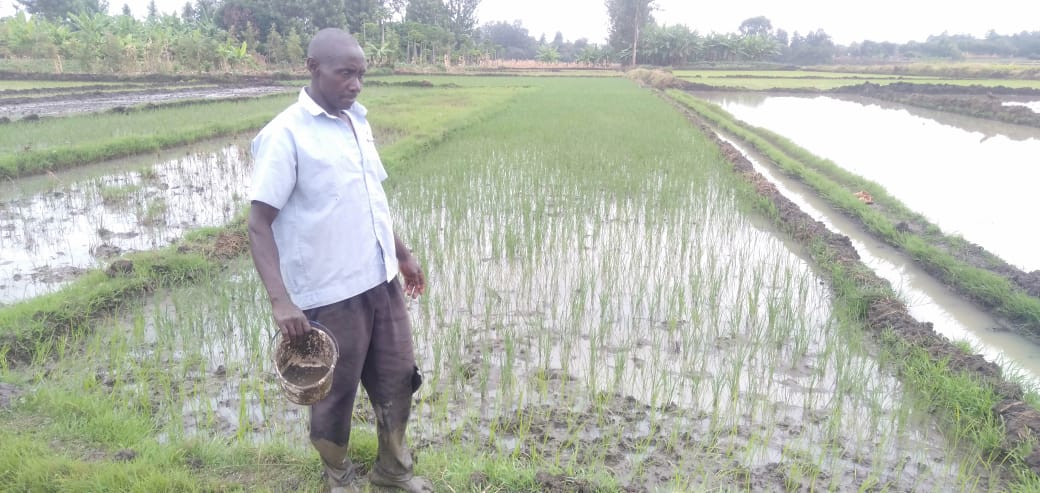 Mwea Rice Scheme Farmers suffer losses ocassioned by alien snail ...