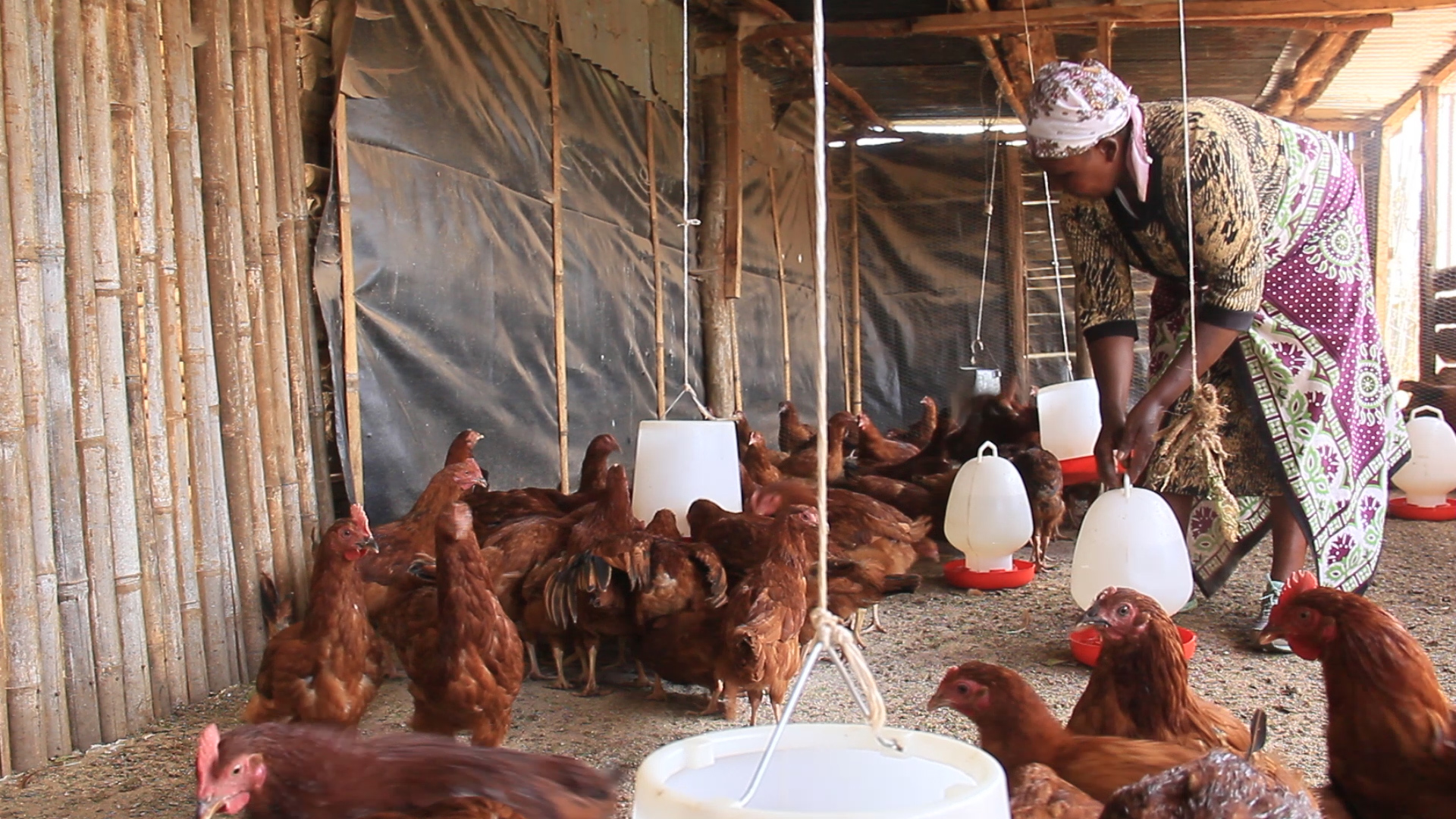 2,850 Nakuru farmers trained and sponsored to start poultry keeping ...
