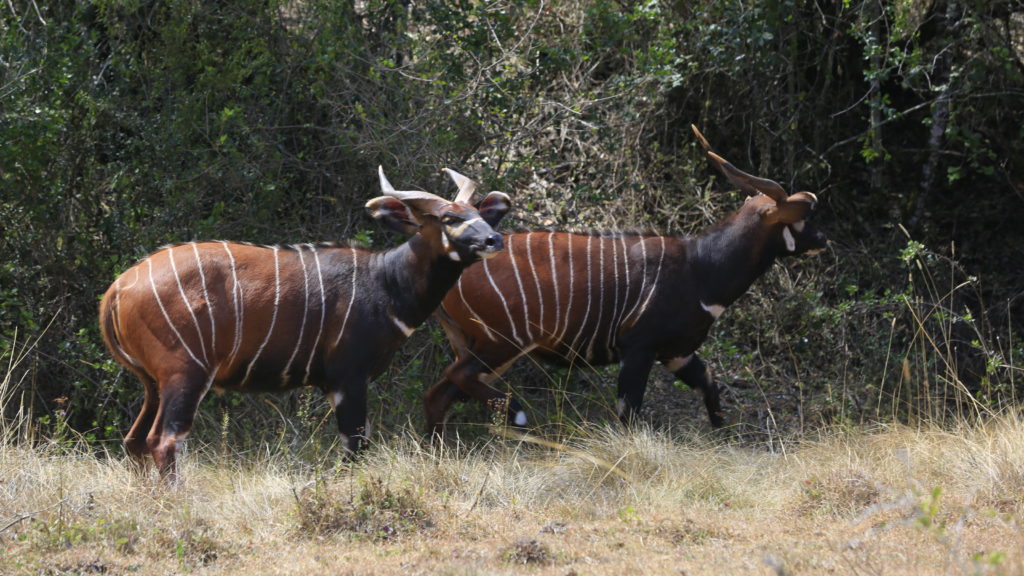 World's first Mountain Bongo Sanctuary opened in Kenya - Capital Business