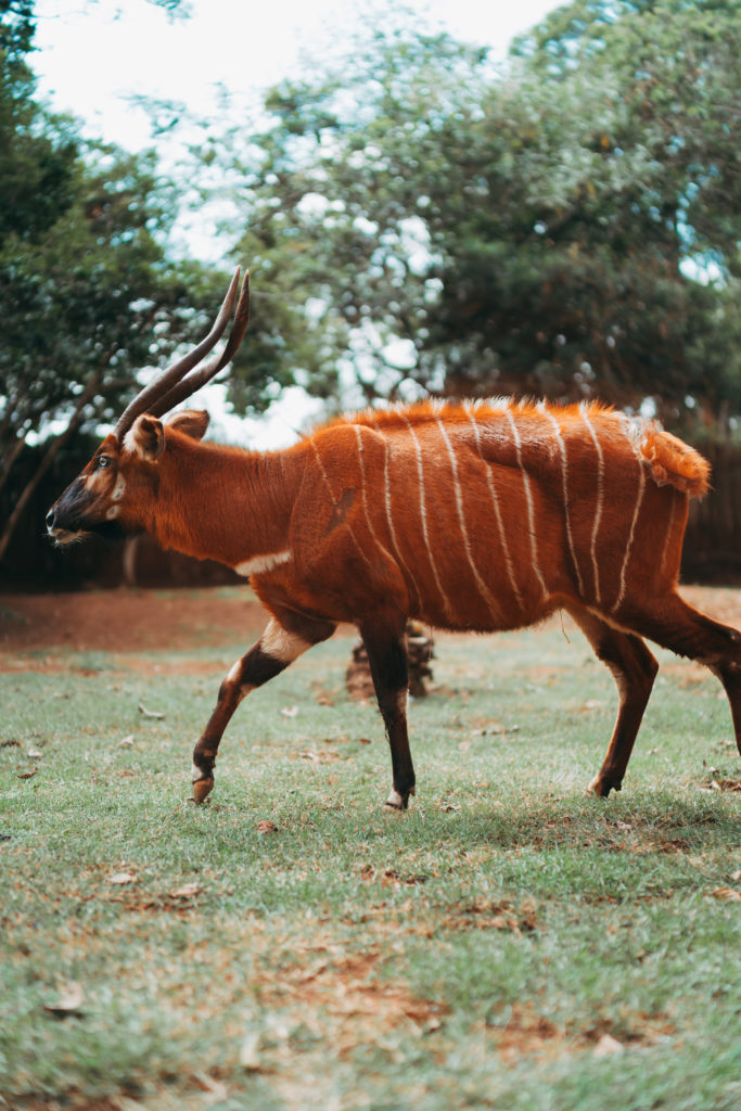Mountain bongo conservation at the heart of Fairmont Mt Kenya Safari ...