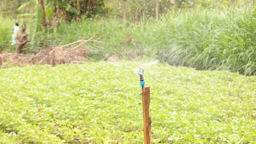 Vihiga to promote indigenous vegetable farming - Capital Business