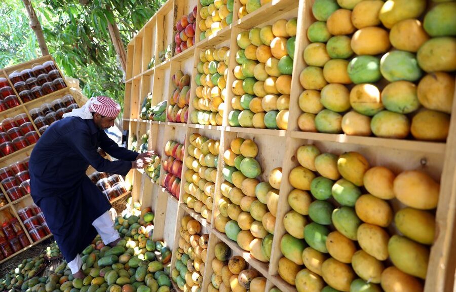 Philippines resumes fresh mango export to Australia - Capital Business