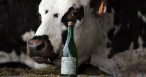 French cows are getting a dose of cider, massages to make them tastier ...
