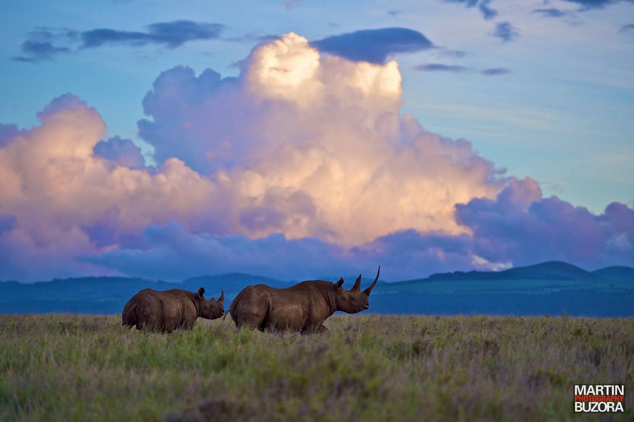 #Conservation: Solio, Lewa Wildlife Conservancy’s oldest rhino, has ...
