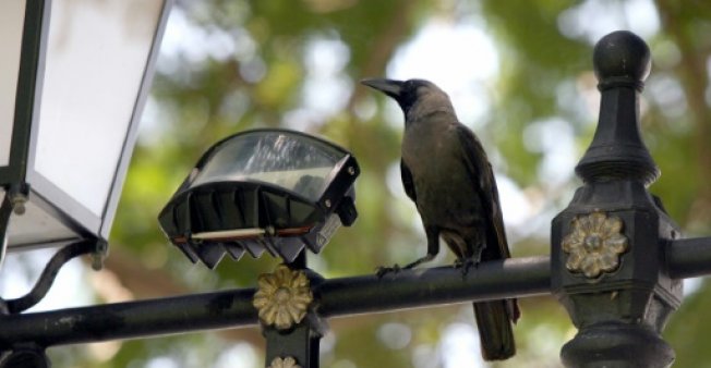 Crows 'reverse engineer' tools from memory: study - Capital Lifestyle