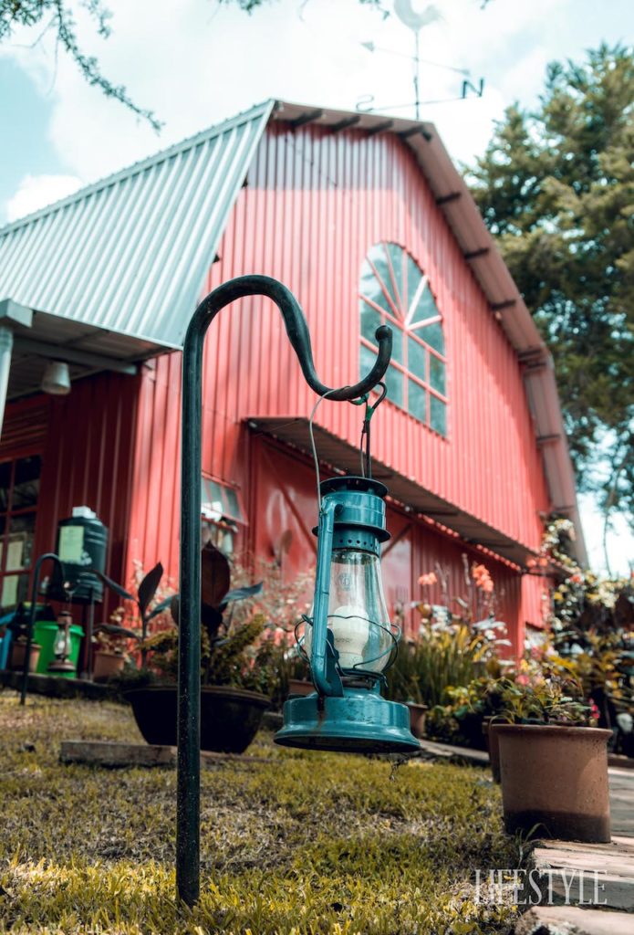 Shamba Cafe: It's Safe to Dine Here with Kids - Capital Lifestyle