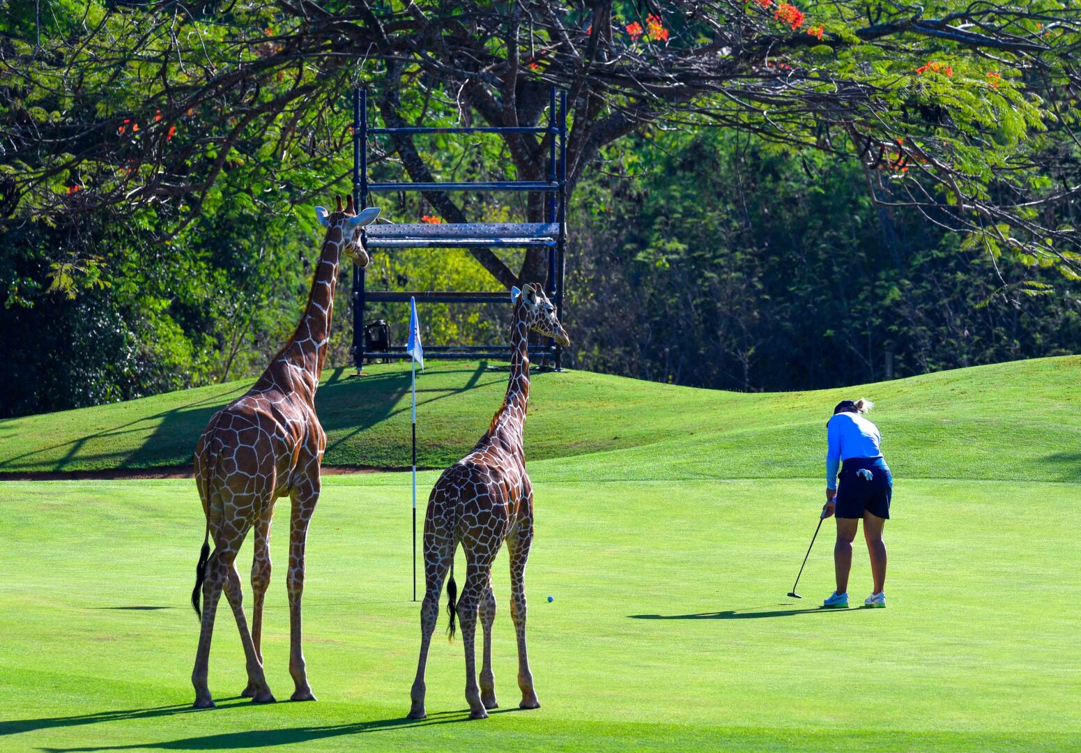 At Vipingo Ridge, golfers get to play alongside wildlife, providing a ...