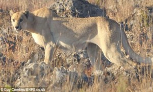 Spotless cheetah spotted in Kenya by Briton » Capital News