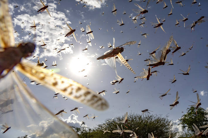 Munya says desert locust invasion in Kenya has been contained » Capital ...
