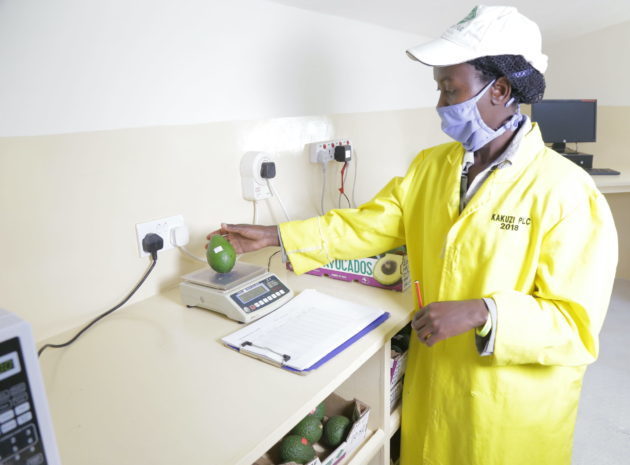 Mary Wanza Kakuzi Lab Technologist testing an avocado fruit » Capital News