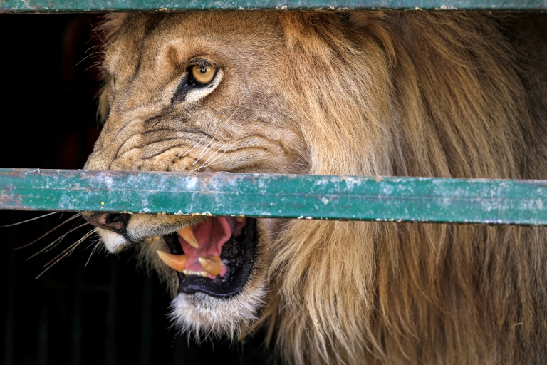 Once-starving lions roar back to life in Sudan sanctuary » Capital News