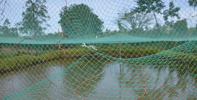 Migori fish farmers advised to rear monosex fish breeds » Capital News