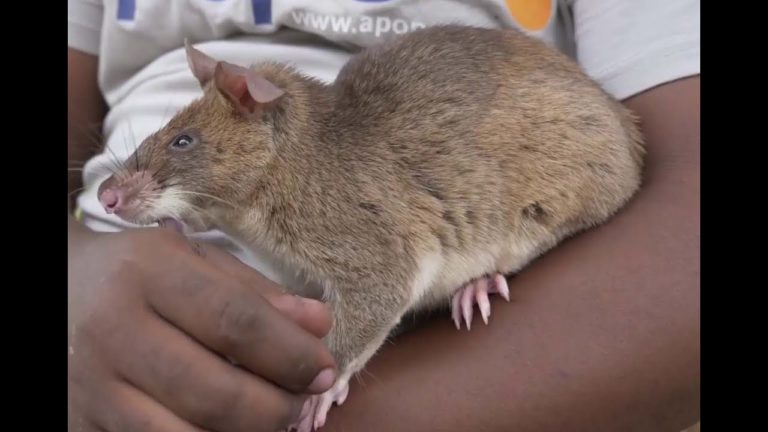 It’s a Kibaki-Raila legacy, says Kenya PM » Capital News