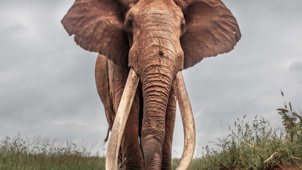 Another Super Tusker dies of old age at Tsavo West National Park - KWS ...
