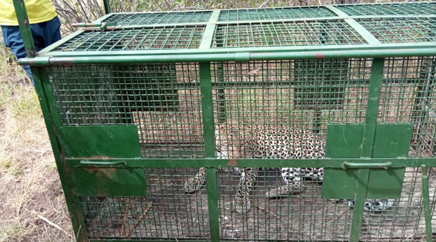 CAGE-LEOPARD » Capital News