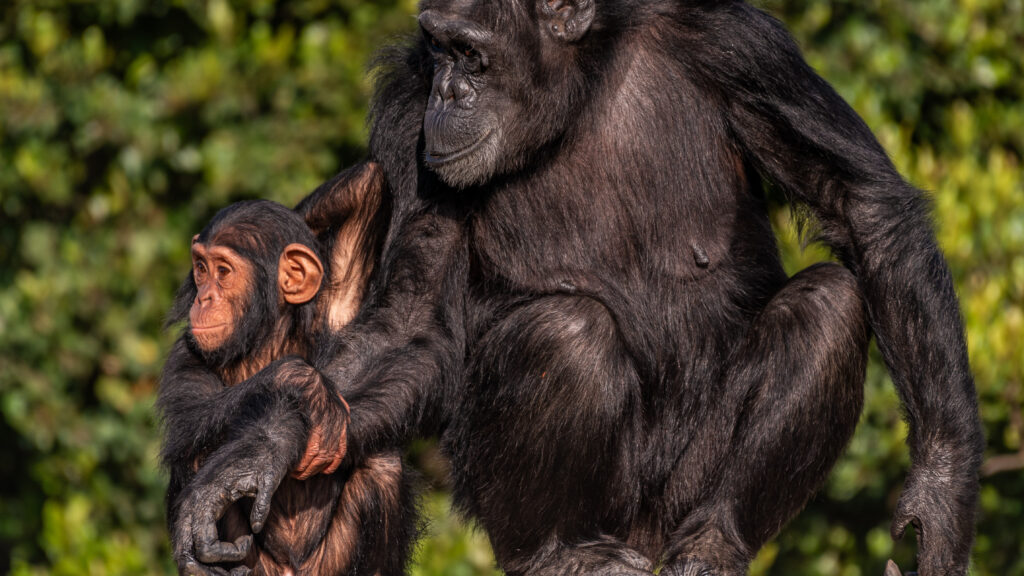 Kenya's Only Chimpanzee Sanctuary Re-opens After a Three-Year Hiatus ...