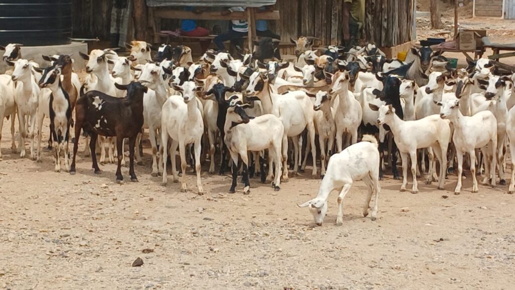 Police arrest 5 rustlers, recover 300 goats in Isiolo anti-banditry raid