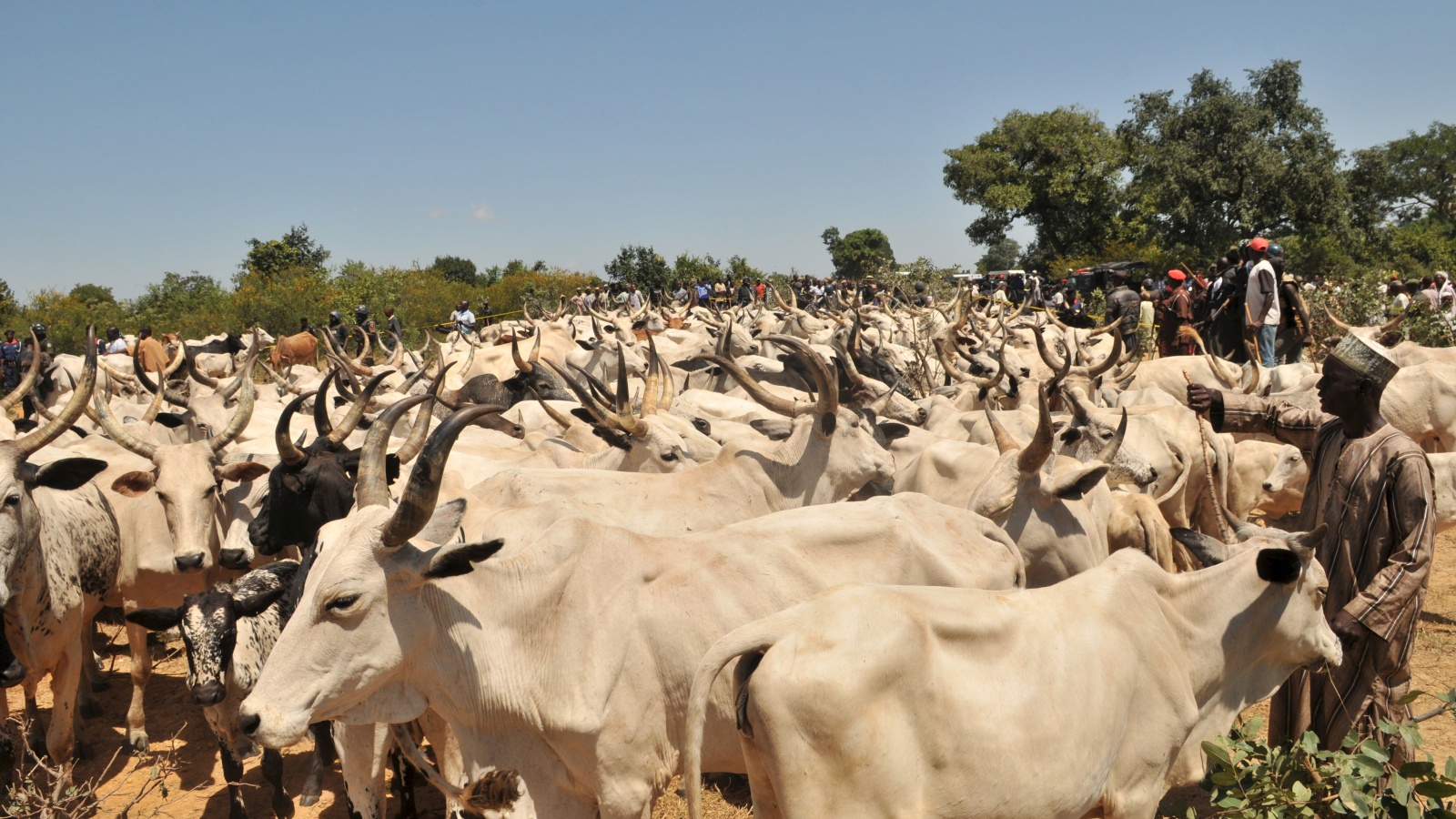 State of Chad settle $100M debt with payments in the form of cattle ...
