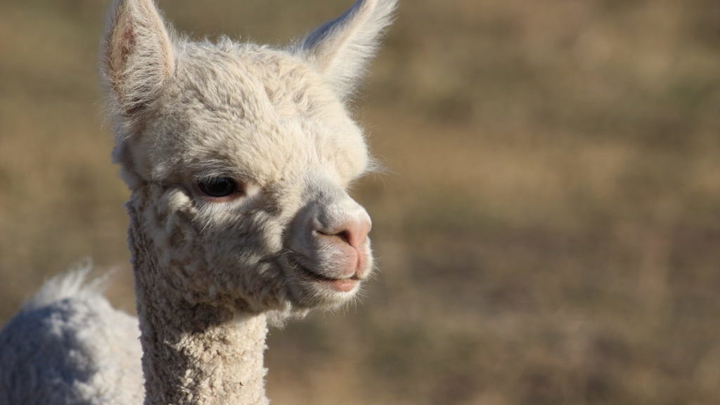 Weird World: Want To Ease Exam? Consider Petting An Alpaca - The Sauce