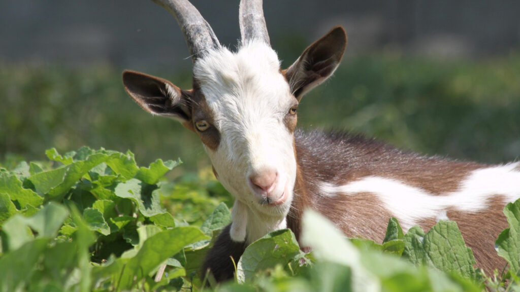 Weird World: Goats Can Read Human Emotions Based On Tone Of Voice - The ...